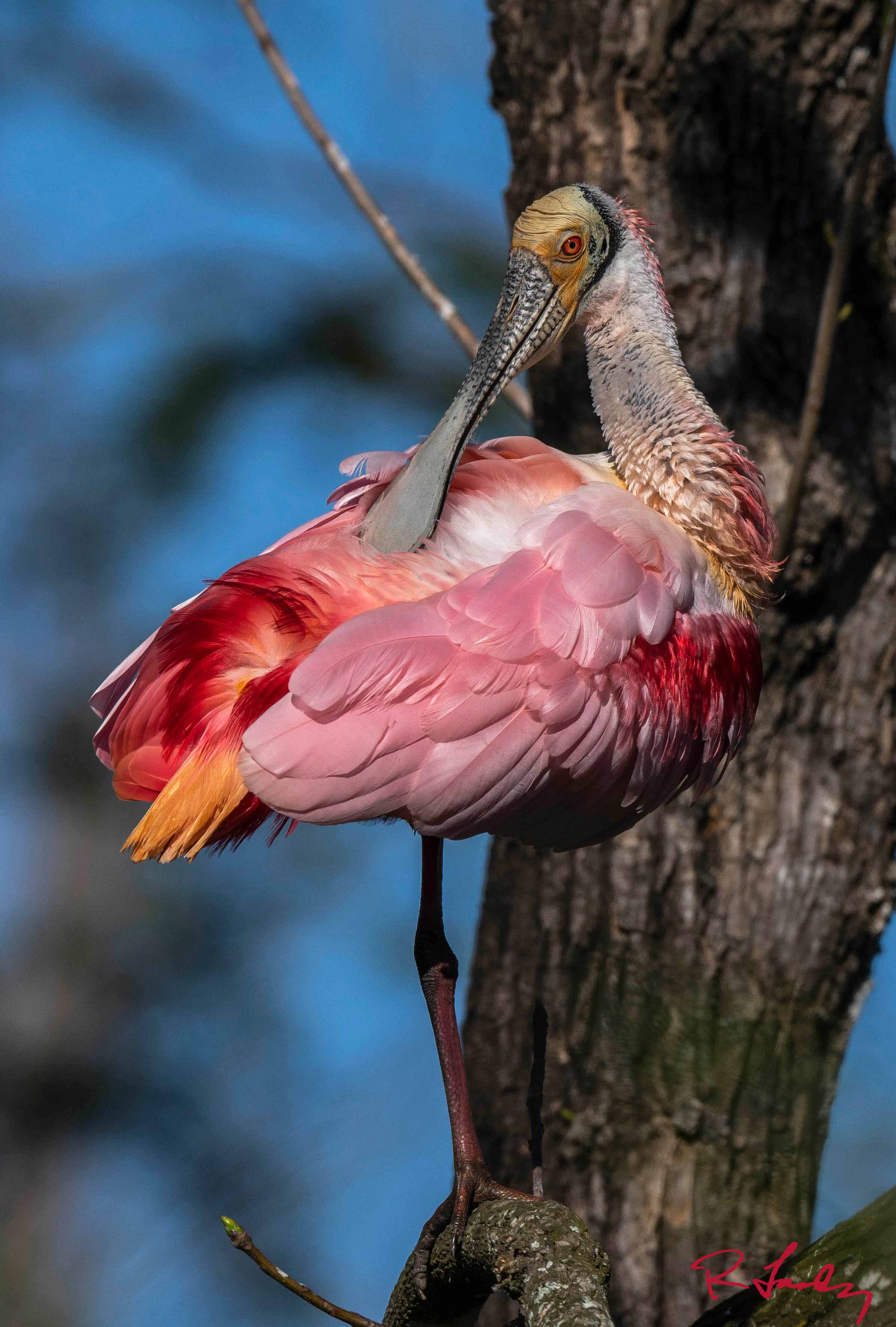 Robert Landry Photography